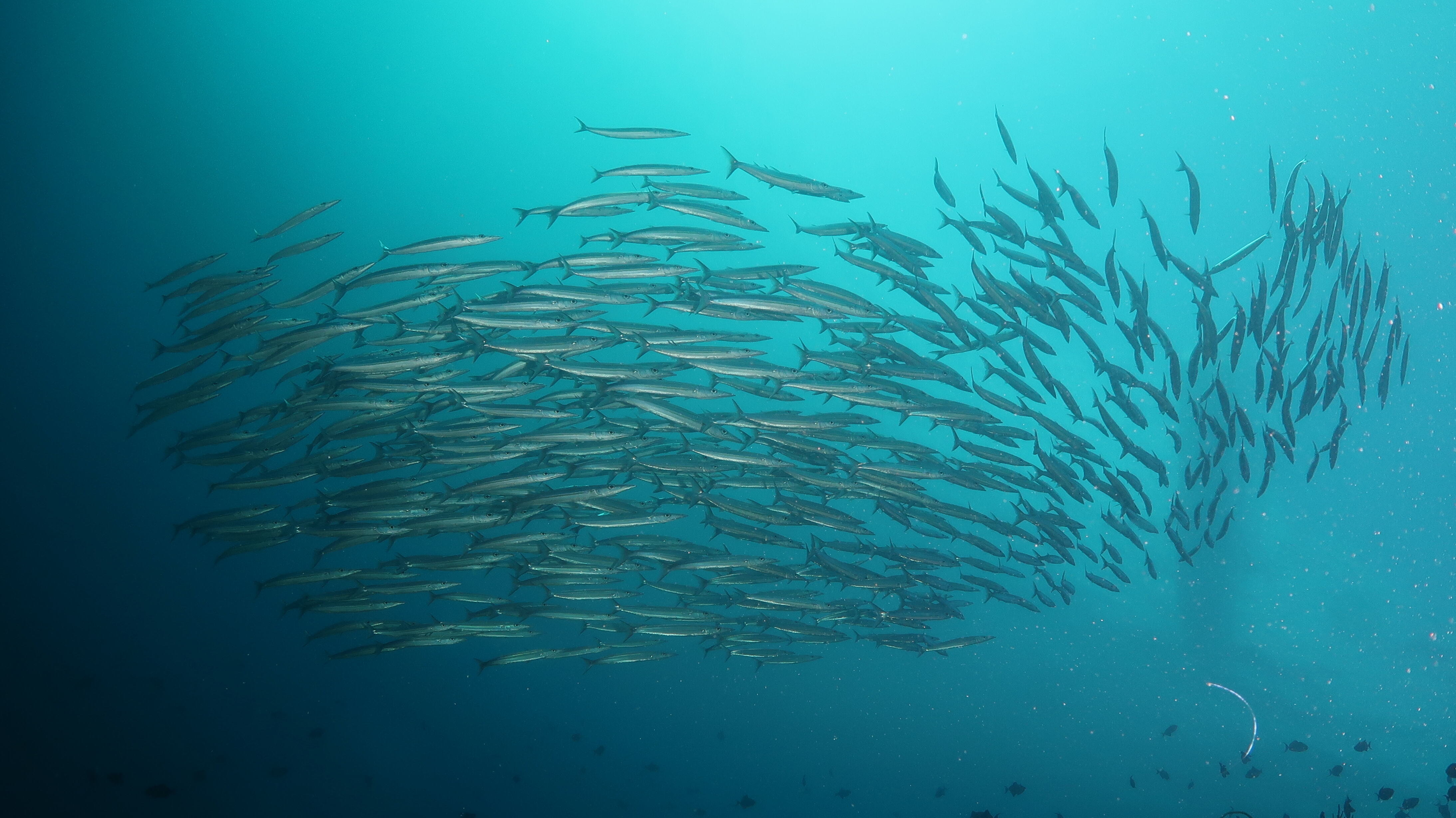 KELAUTAN DAN PERIKANAN | Global Environmental Conservation Organization ...